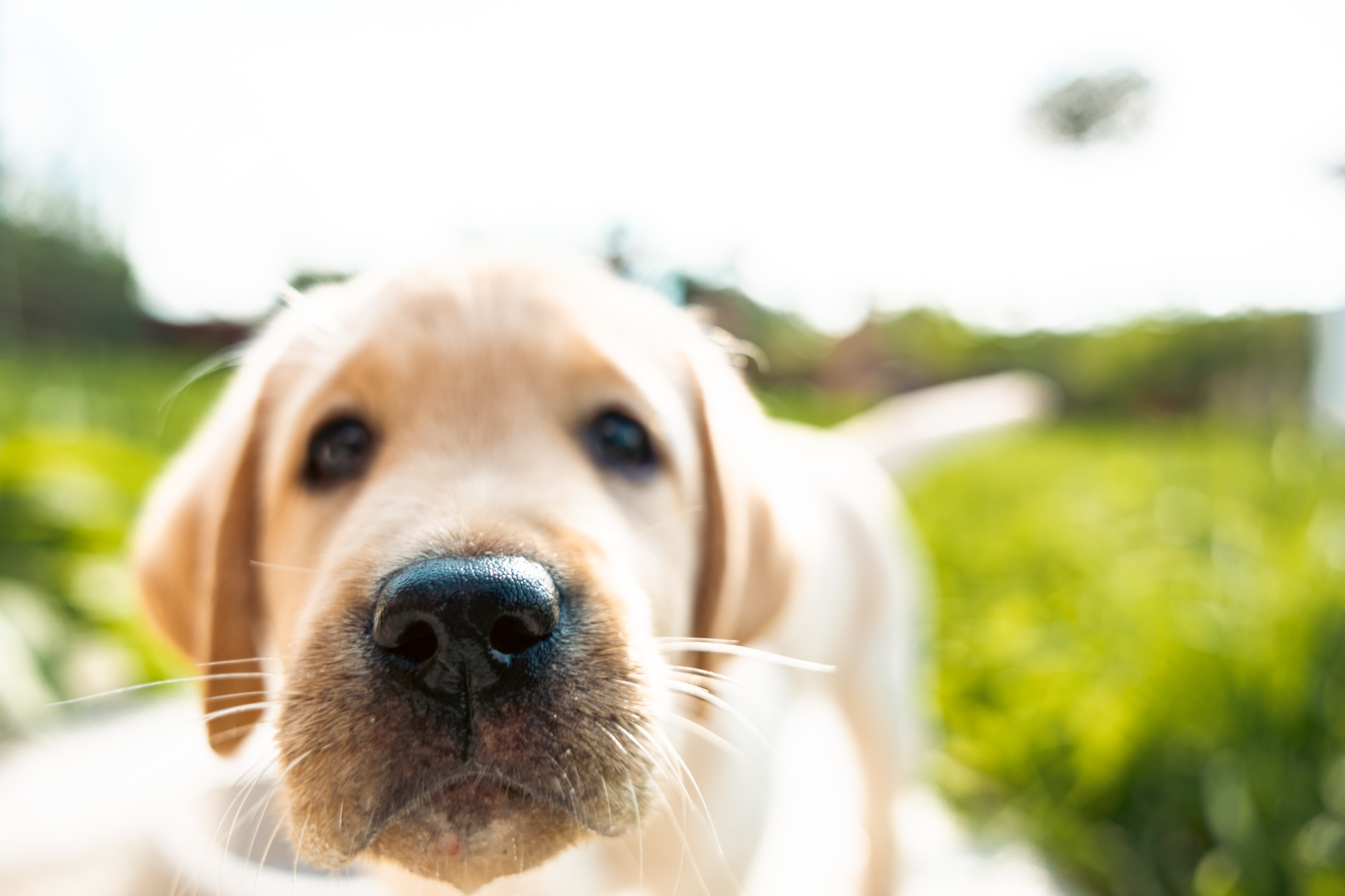 Todos Los Perros Tienen Bigotes Largos