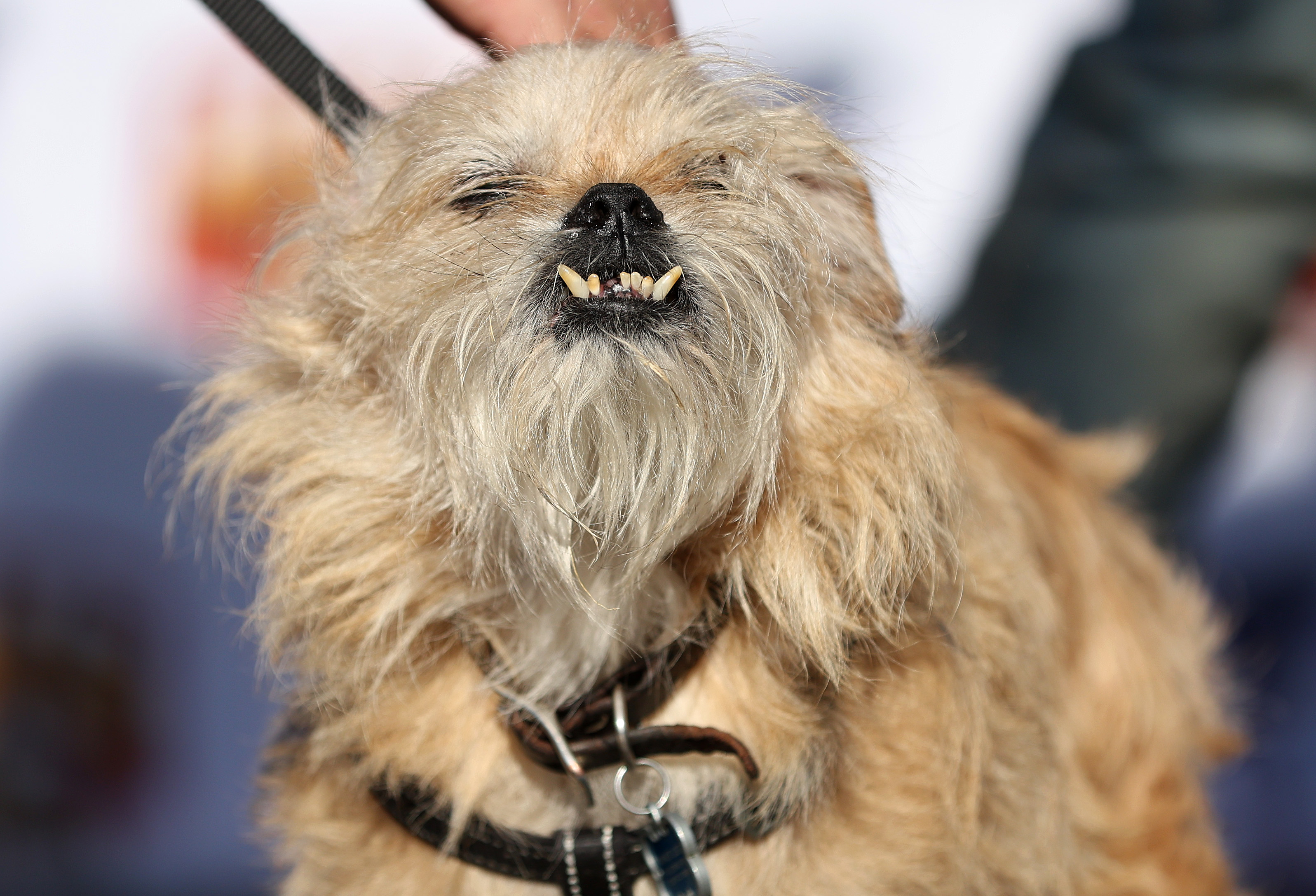 El Perro Más Feo Del Mundo, Munchkin Estos Son Los Perros Más Feos