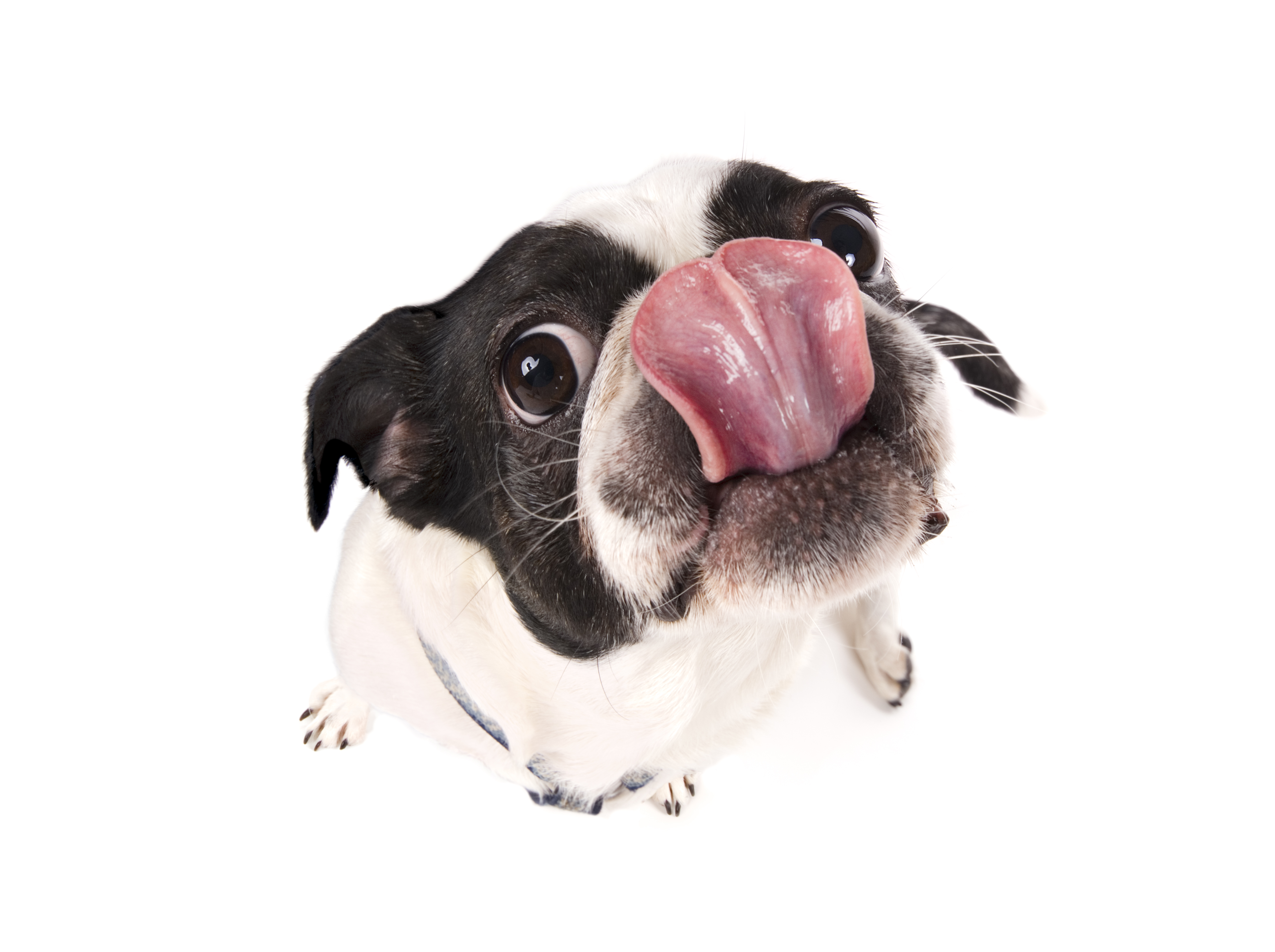 Los Perros Tienen Papilas Gustativas Como Los Humanos
