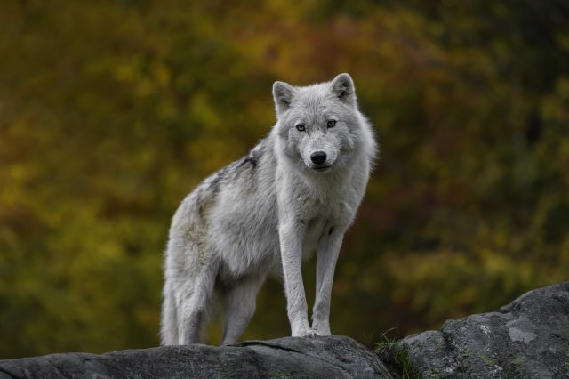 Filhotes Hibridos De Lobo Artico Lobo – Wikipédia, A Enciclopédia