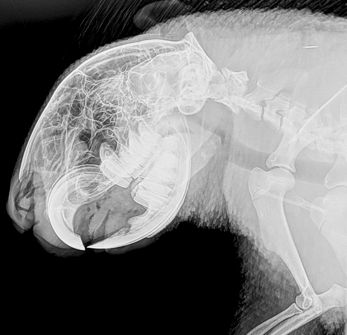 London Zoo Releases Xray Images Of Their Animals Blazepress London Zoo