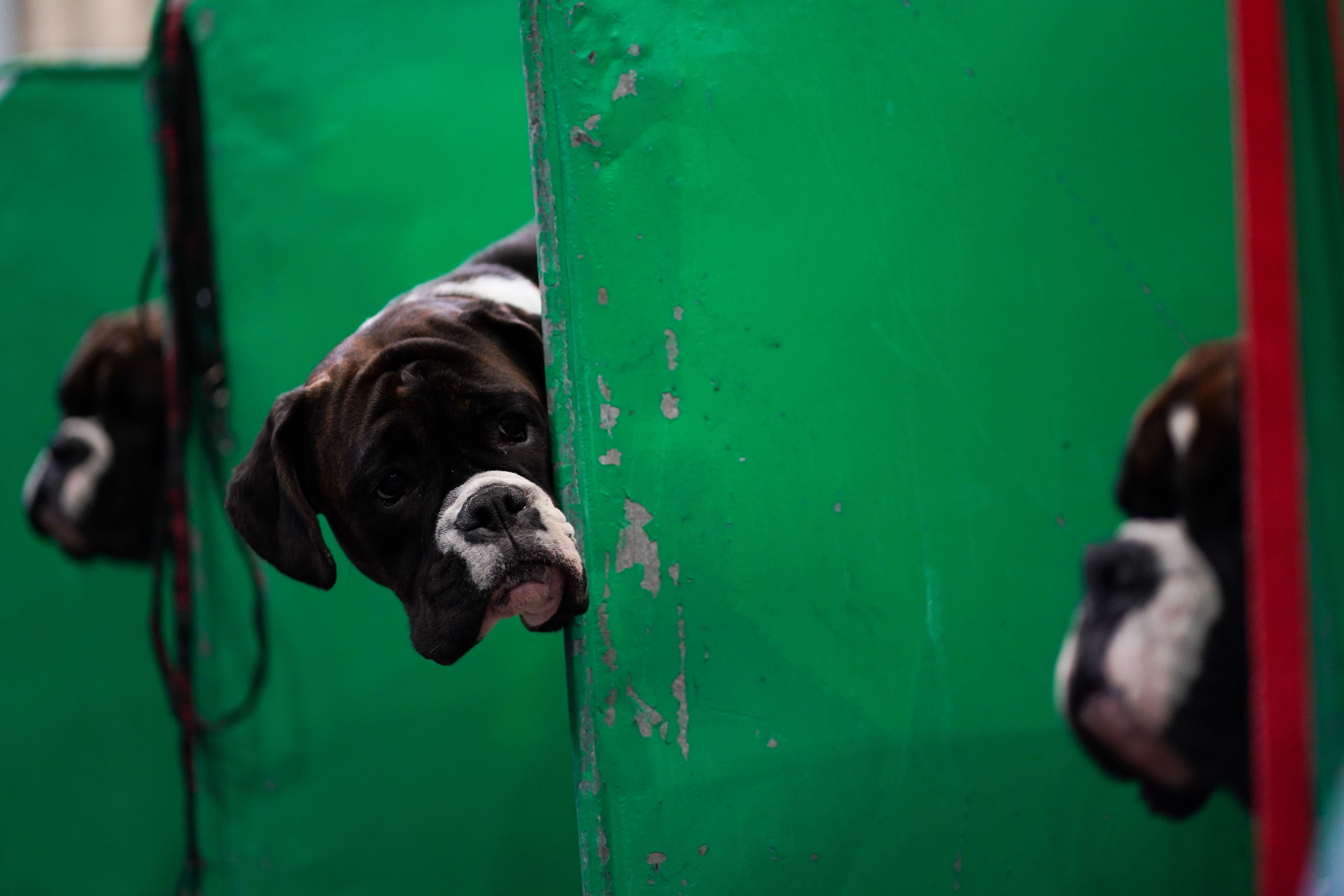 What Day Is Working Dogs At Crufts