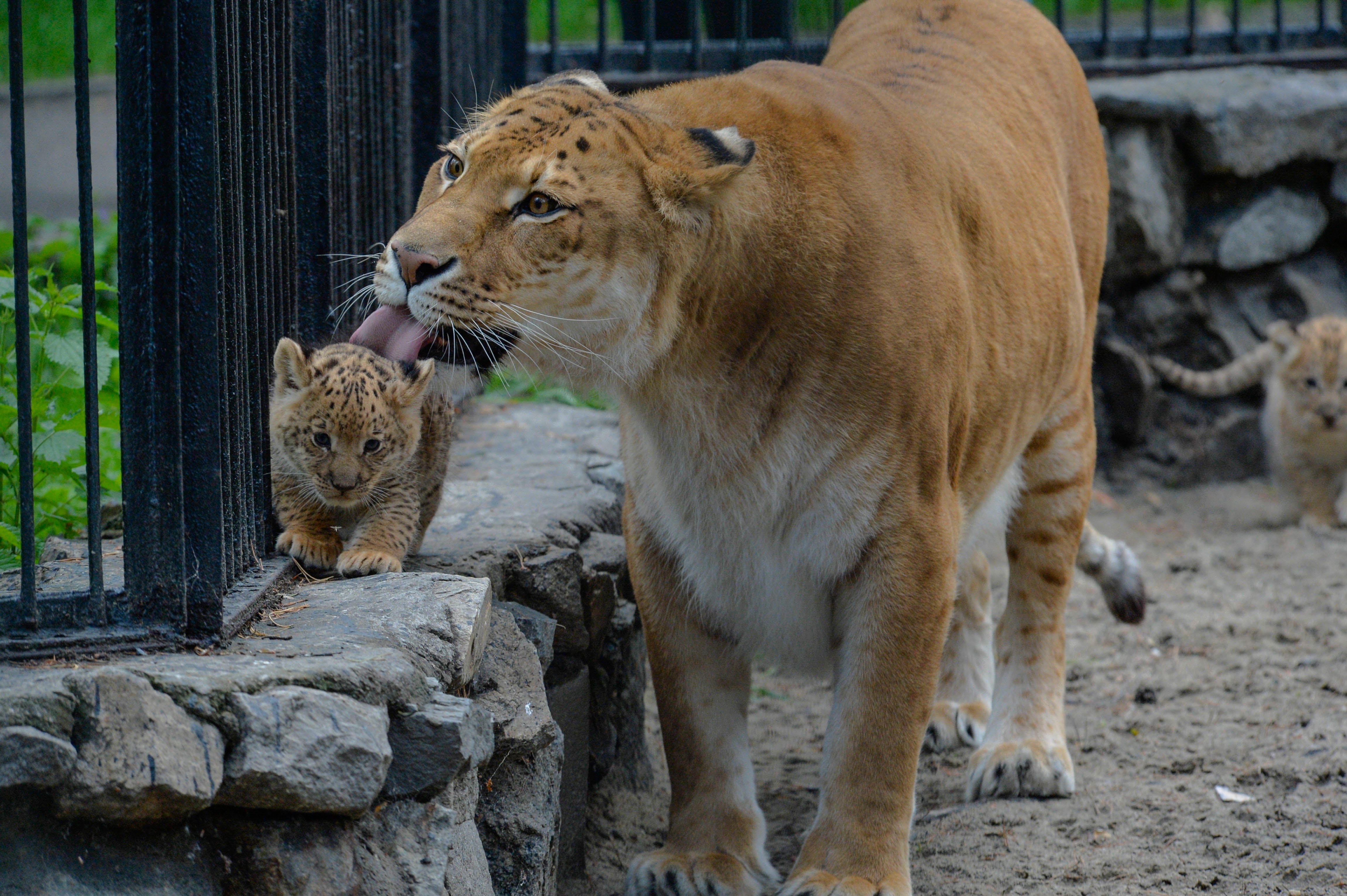Liliger Cubs