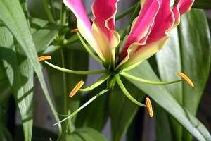 National Flower Zimbabwe