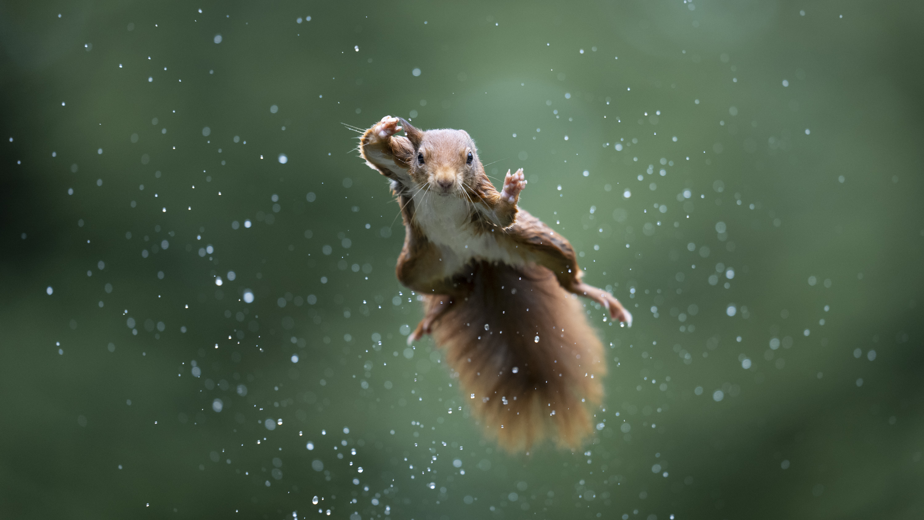 Funny Flying Squirrel Pictures