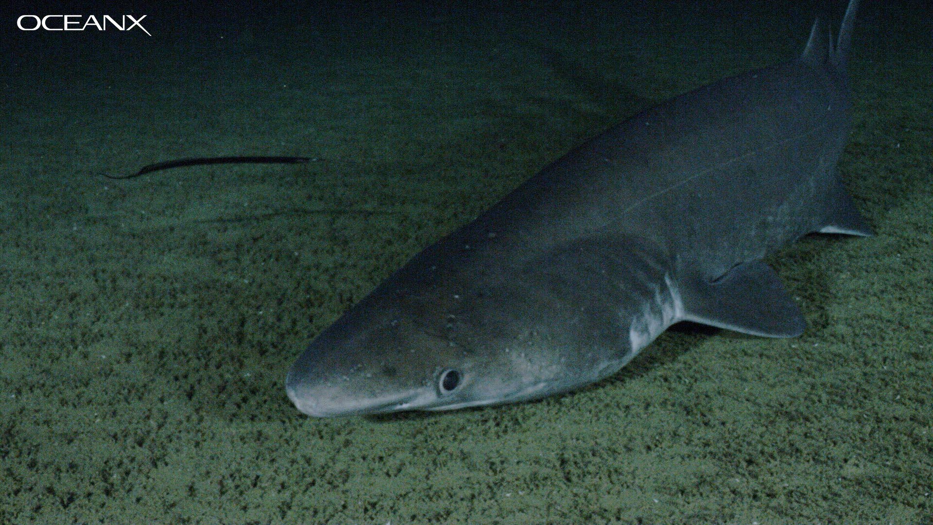 Bramble Shark Bramble Sharks Ocean Animals