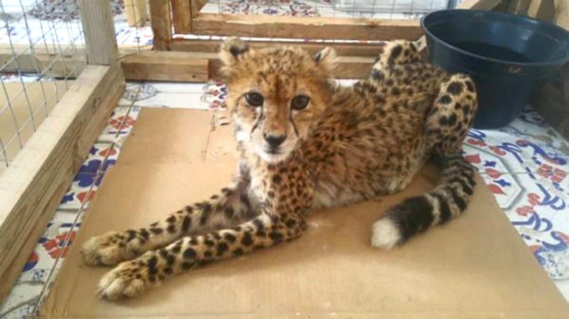 Pet Cheetah Arab