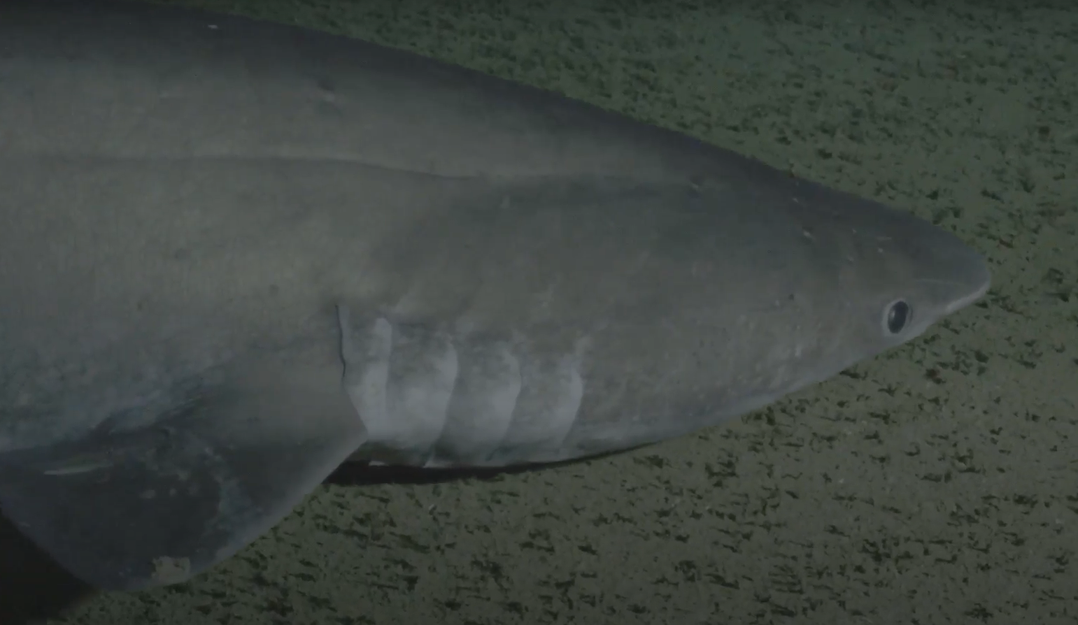 Tubarao Debulhador Recorde Mundial The Global Status Of Sharks, Rays,