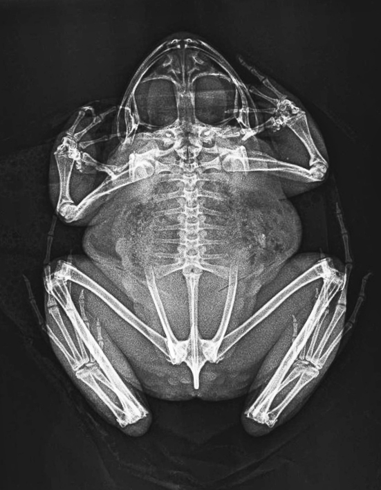 London Zoo Releases Xray Images Of Their Animals Blazepress London Zoo