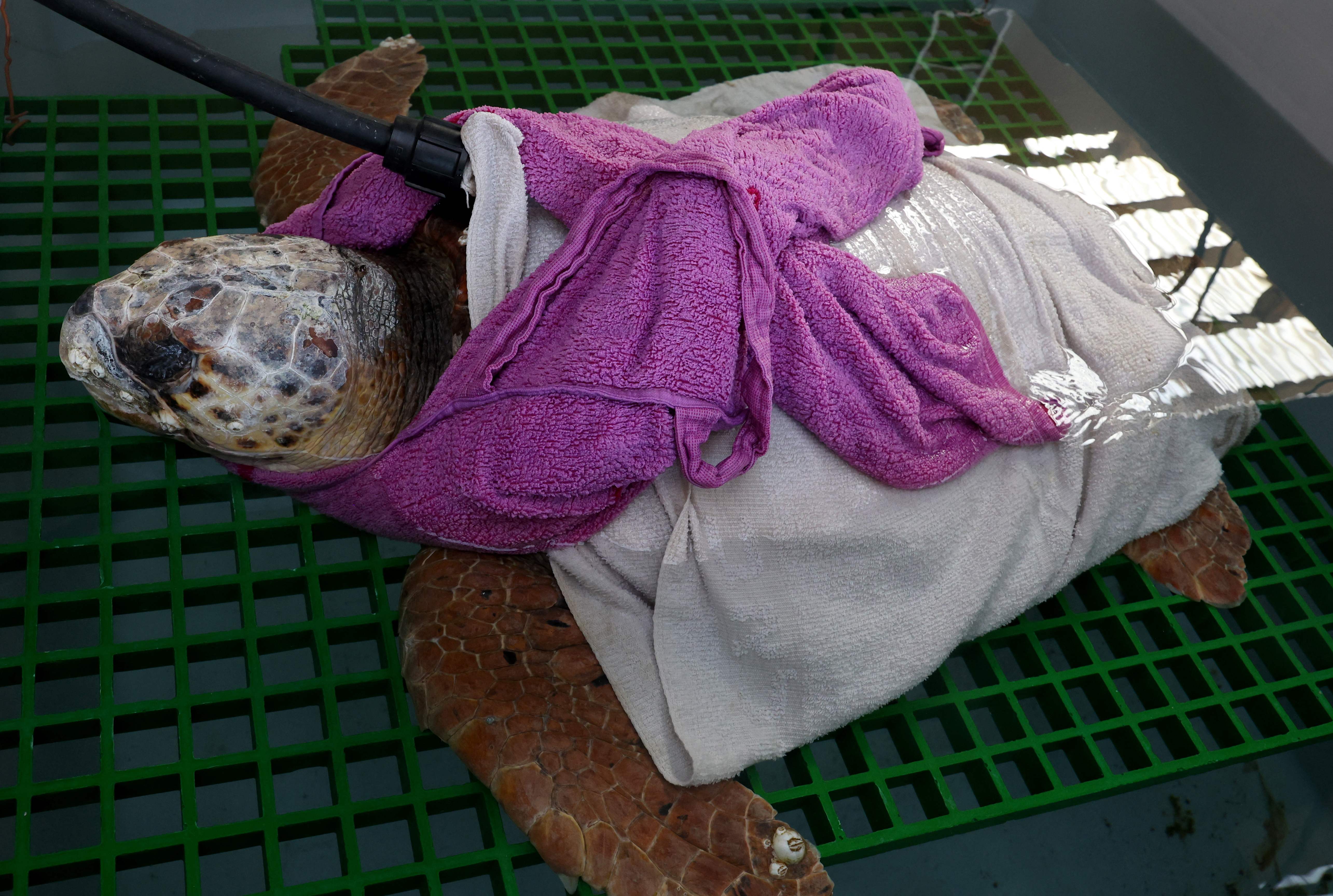 Turtles Wearing Clothes