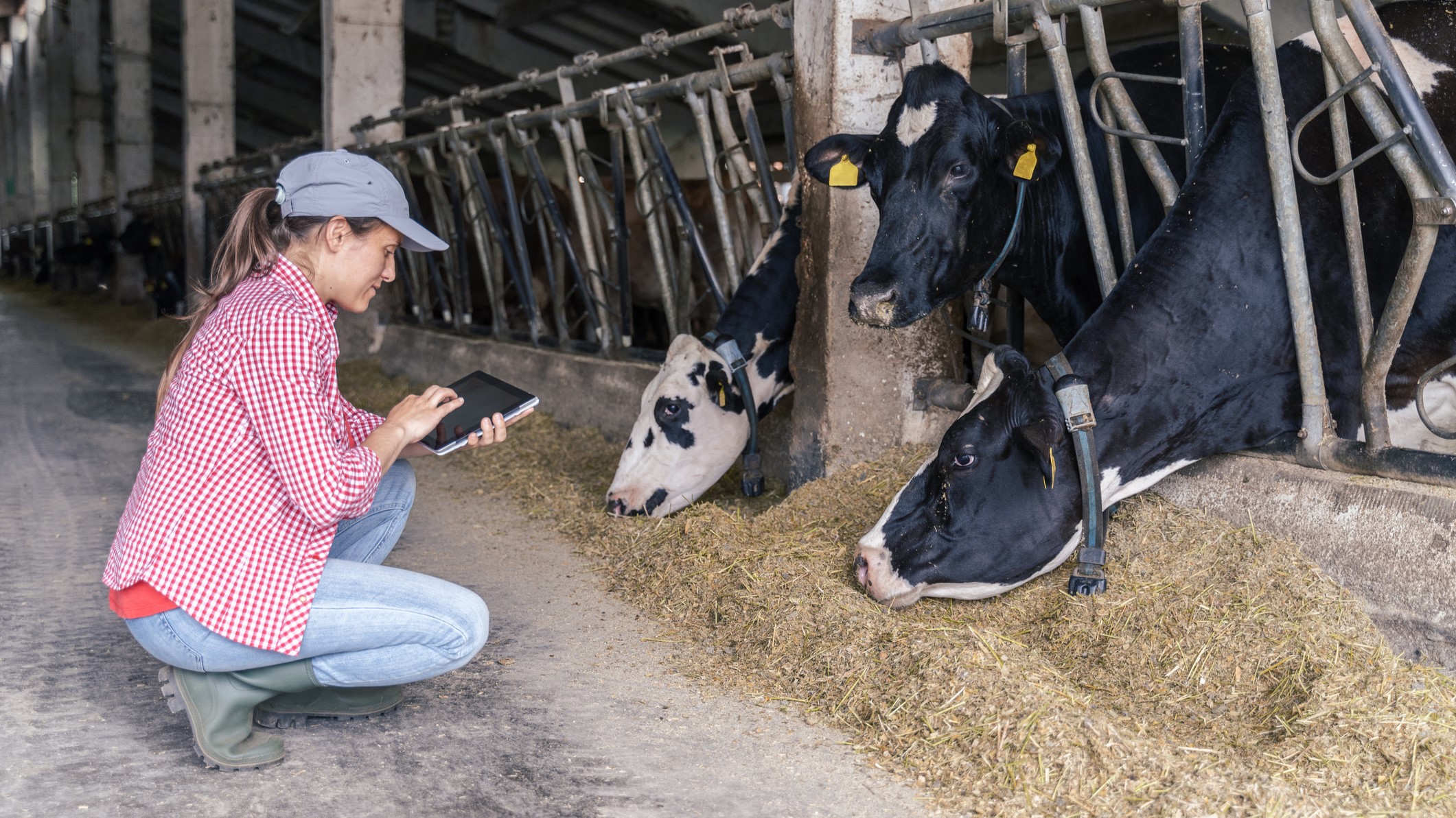 Animal Farming Practices