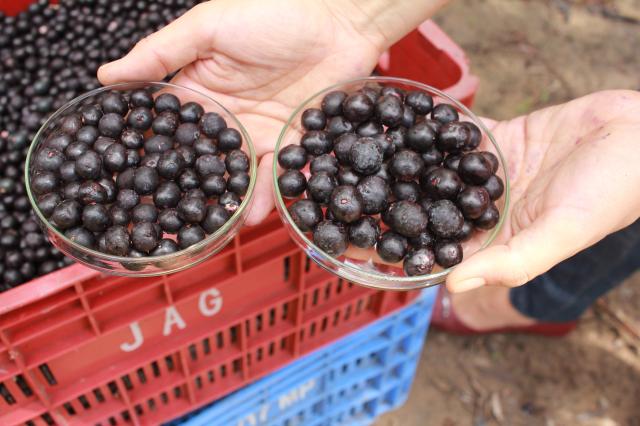 Improved acai palm produces more fruit pulp and balanced berry yields