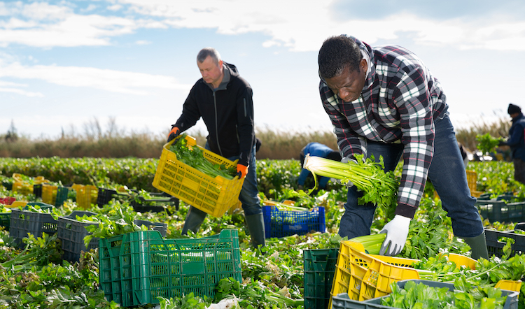 Fruit And Vegetable Picking