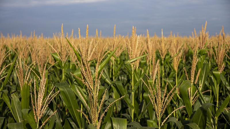 Corn Crops In The Philippines