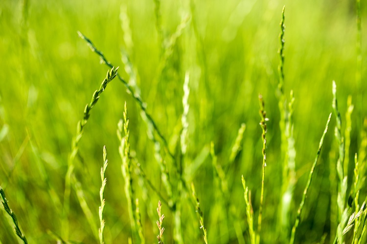 Could grass protein be the next new plant based food ingredient